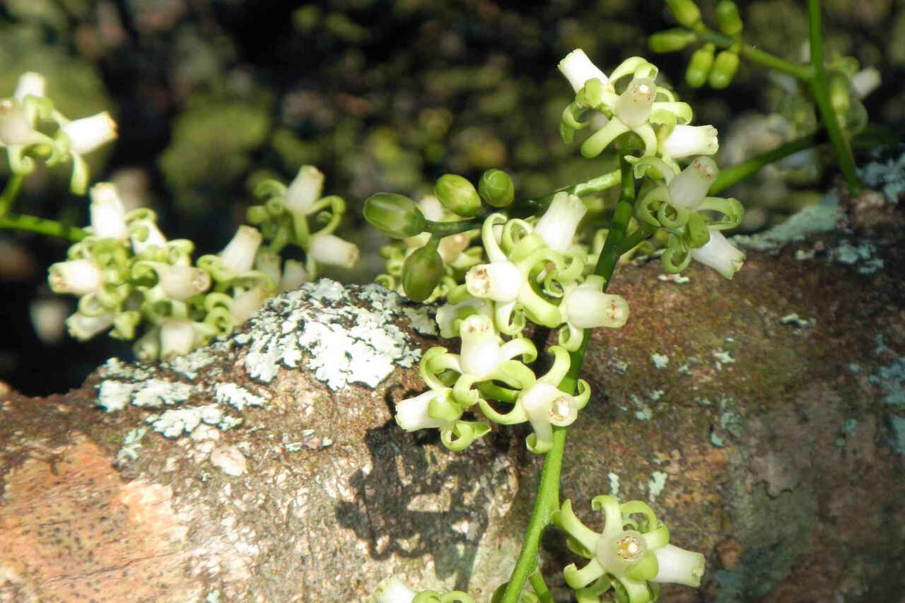 Kohekohe - Great Barrier Island Flora