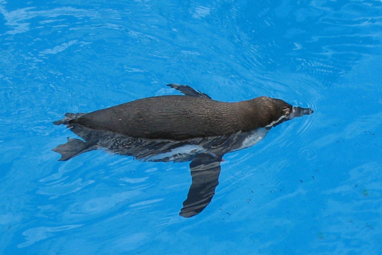 Kororā Little Penguin - Great Barrier Island
