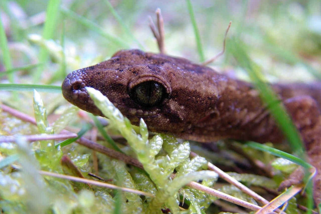 Mokomoko - Great Barrier Island Lizards