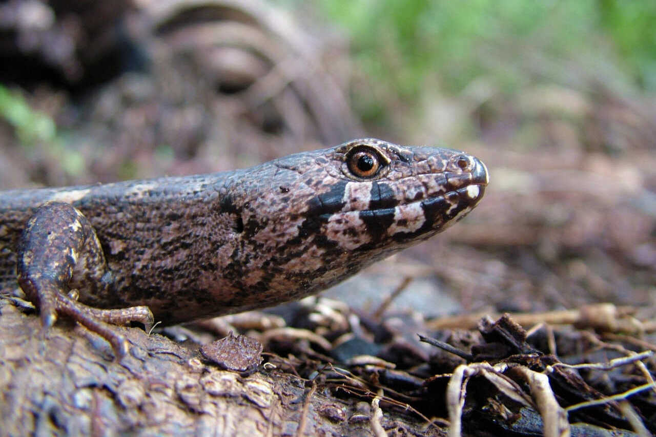 Niho Taniwha Chevron Skink - Great Barrier Island Lizards