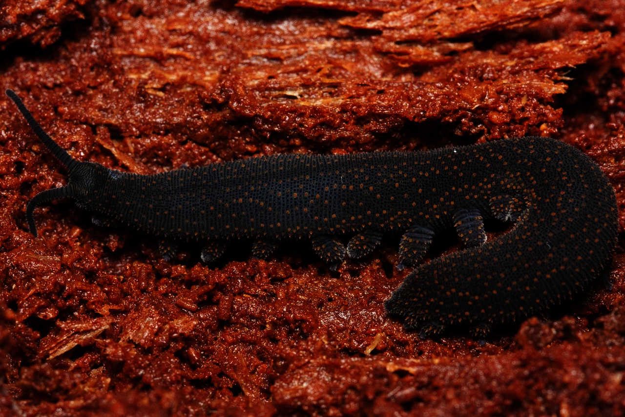 Invertebrates - Great Barrier Island
