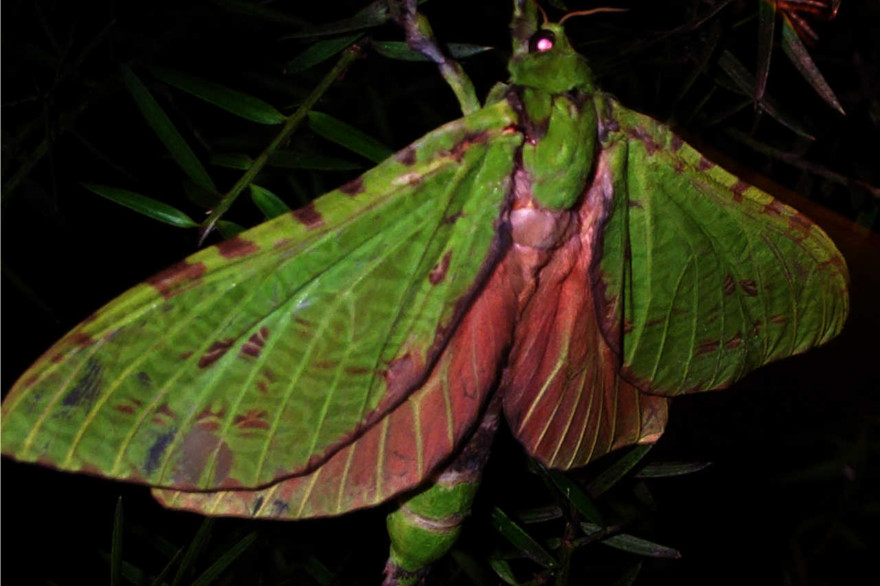 Puriri Moth - Great Barrier Island Invertebrates