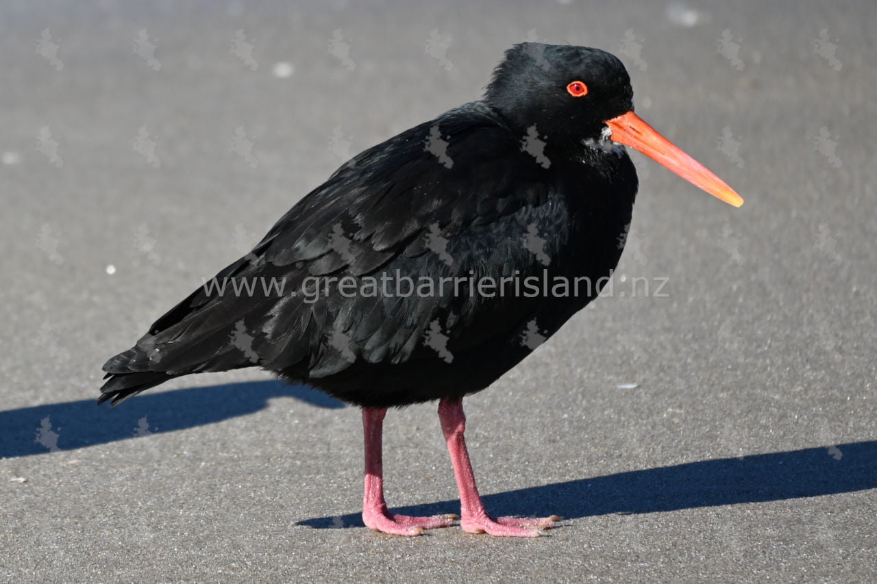 Birds - Great Barrier Island