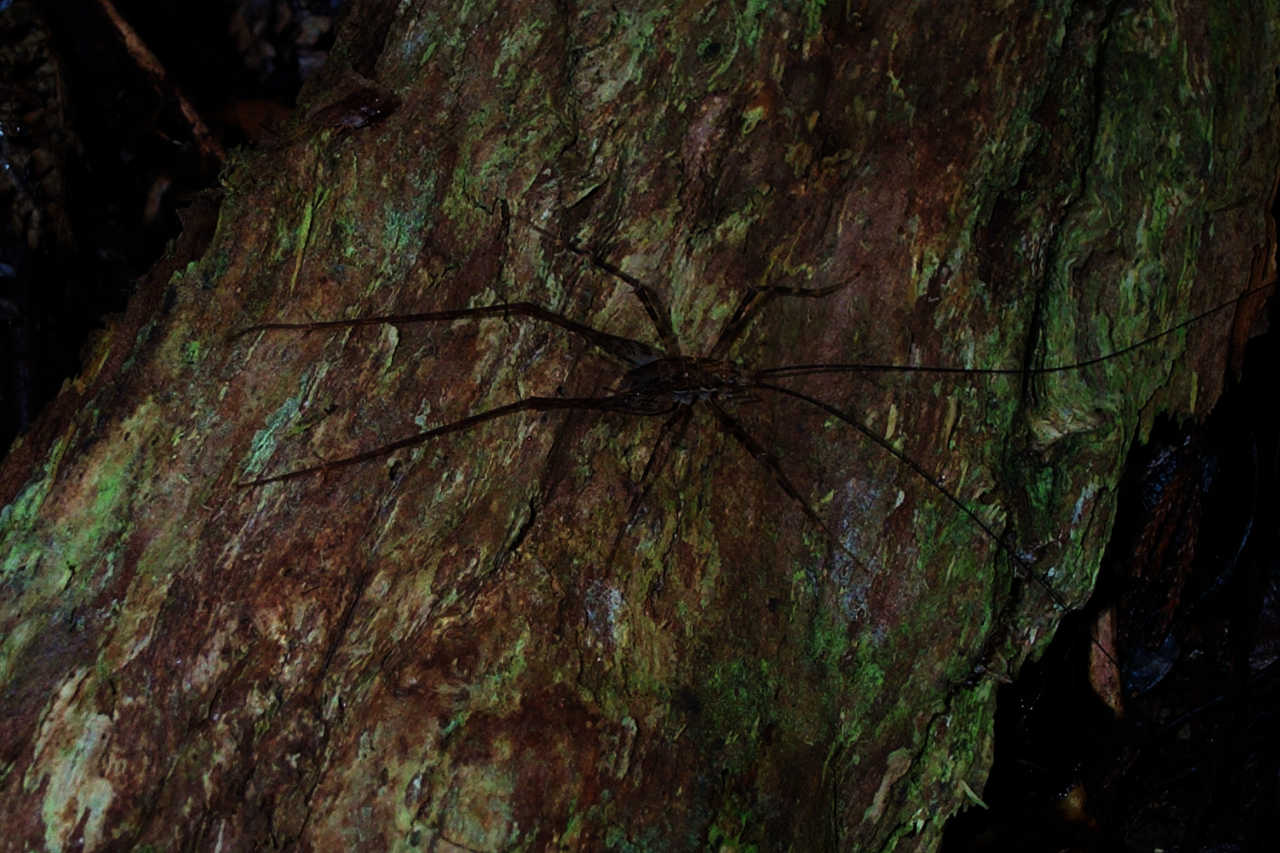 Wētā - Great Barrier Island Invertebrates