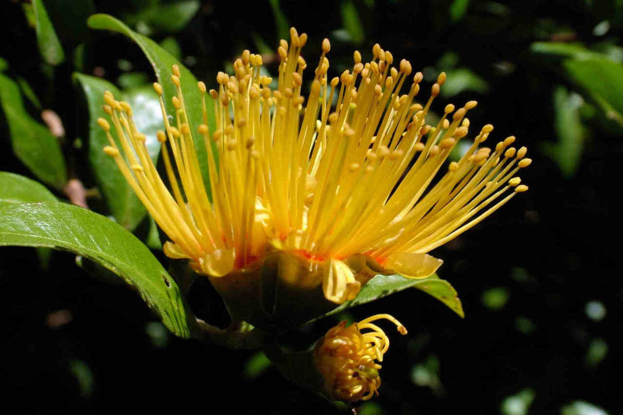 Yellow Rata - Great Barrier Island Flora